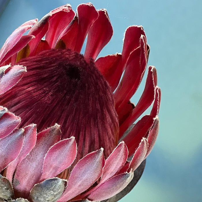 The Protea as Wearable Art